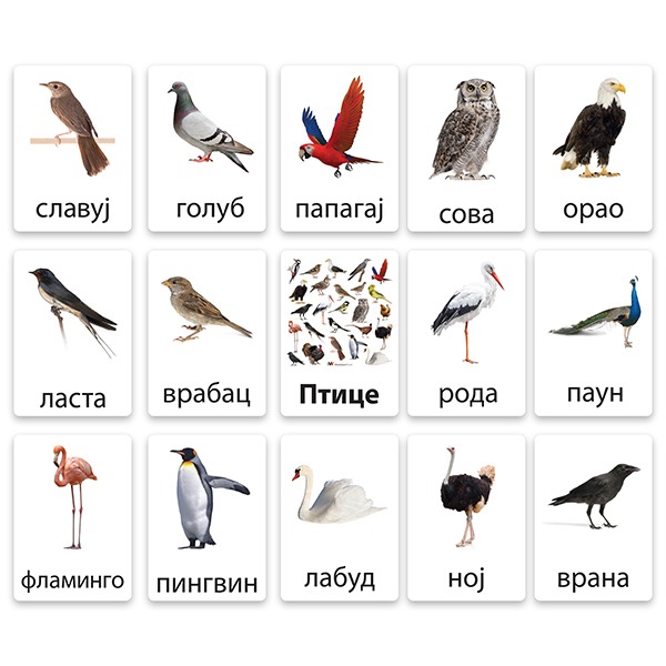 Ptice - Montesori Svet